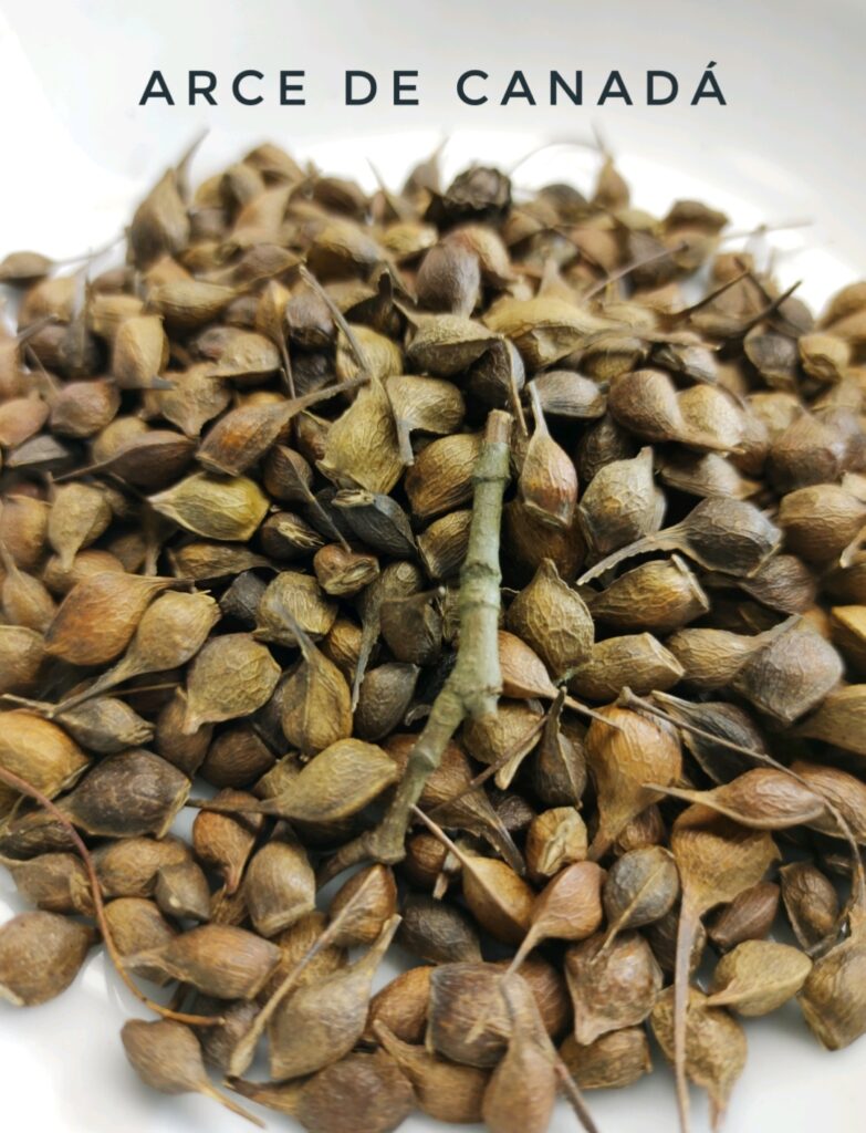 Semillas De Arce Saccharum. Arce Azucarero De Cánada – 寿BONSAI BILOBA ...