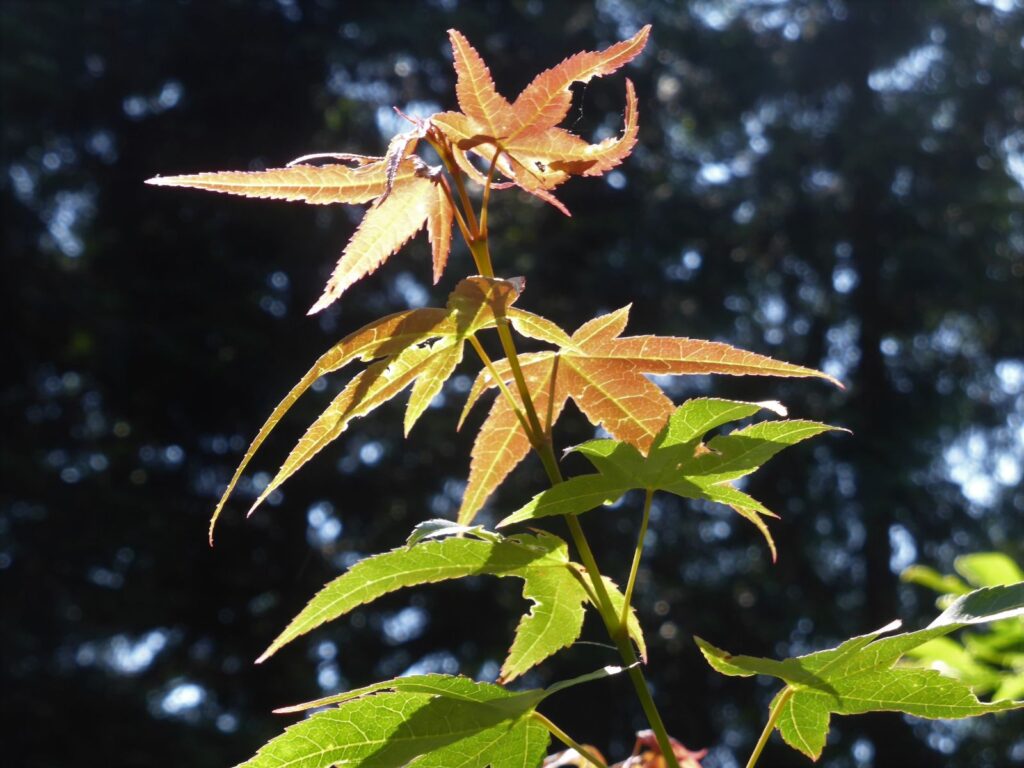 Semillas De Arce Serrulatum o Arce Oliverianum var. Nakahari – 寿BONSAI ...