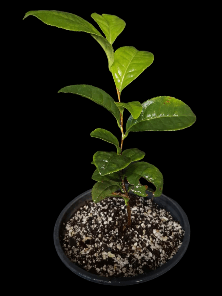 Camelia Sinensis o Planta del Té verde Oriental. – 寿BONSAI BILOBA MÉXICO寿