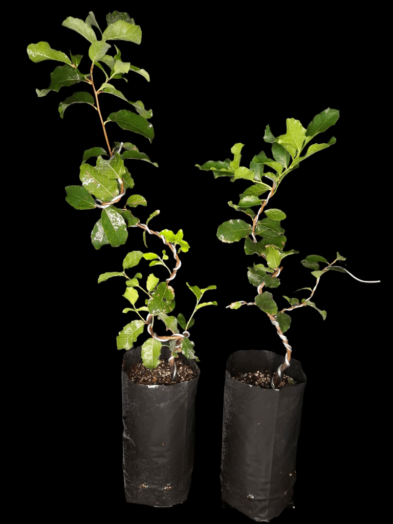 Quercus Suber o Roble Alcornoque, Árbol del Corcho – 寿BONSAI BILOBA MÉXICO寿